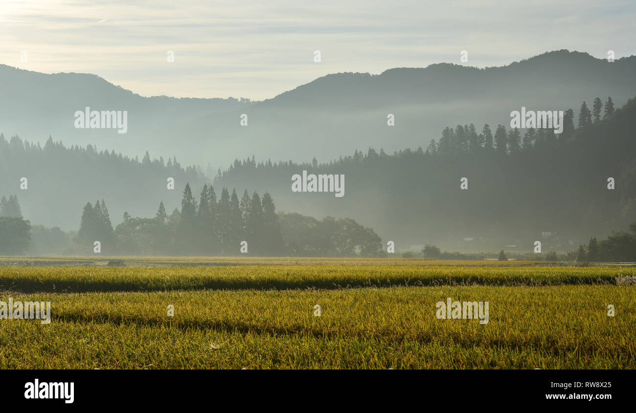 Beautiful rice field in Akita, Japan. Akita rice is so special and ...