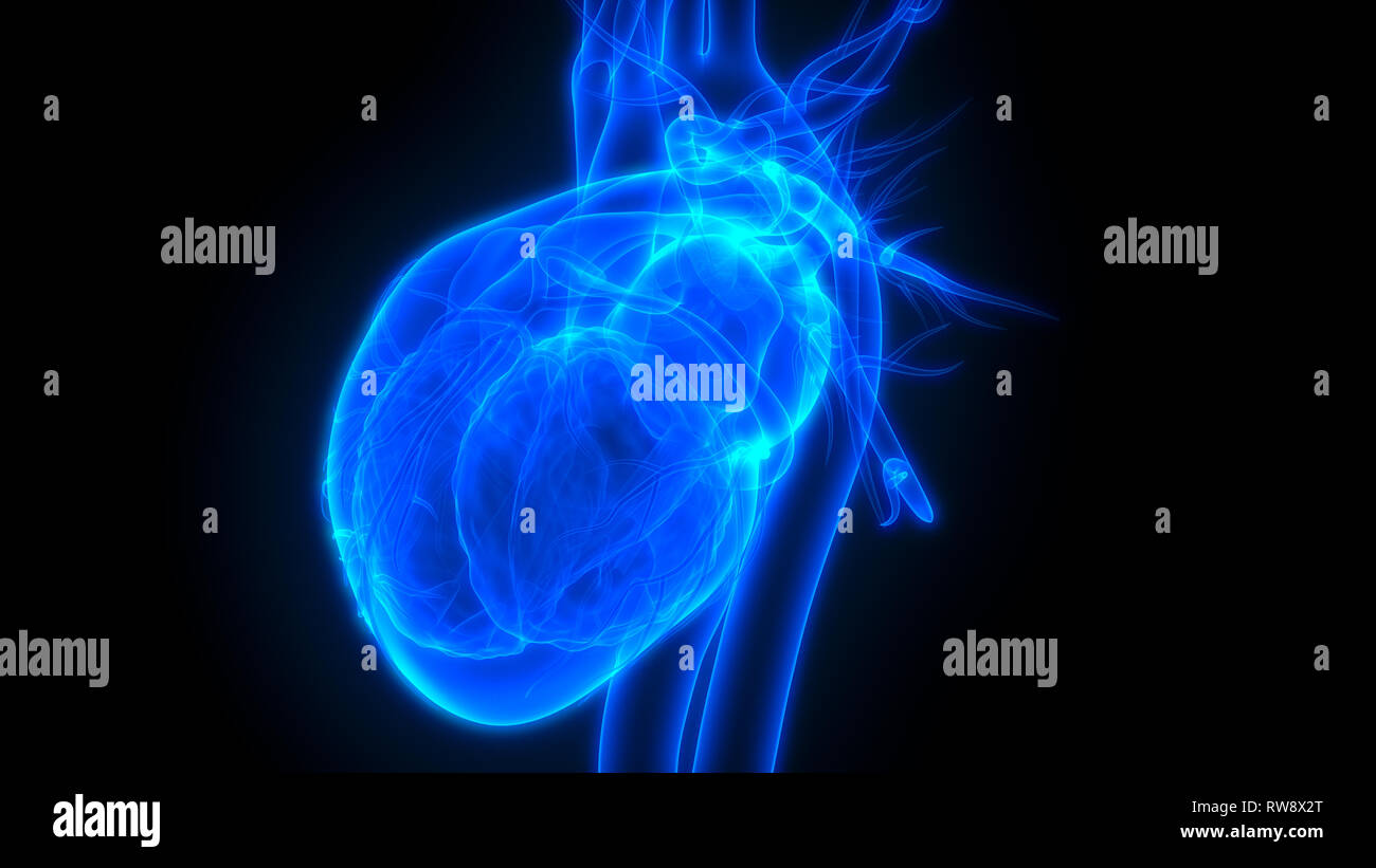Human Cardio Vascular System Heart Anatomy Stock Photo - Alamy