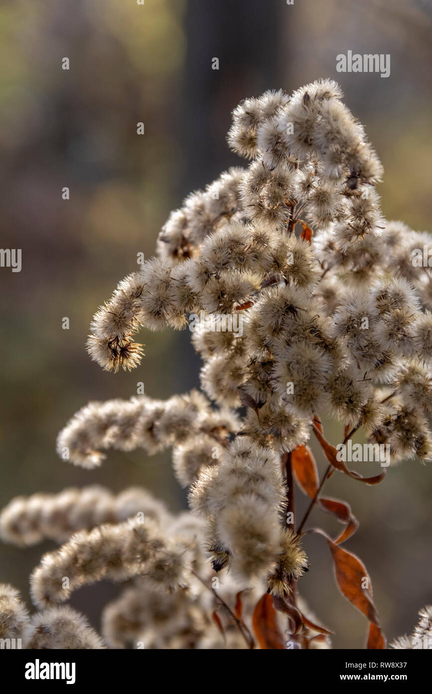 Sere plant hi-res stock photography and images - Alamy