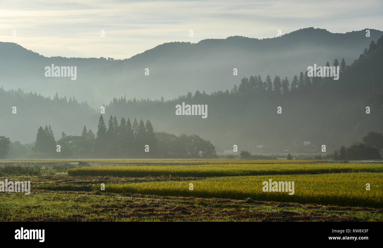 Beautiful rice field in Akita, Japan. Akita rice is so special and ...
