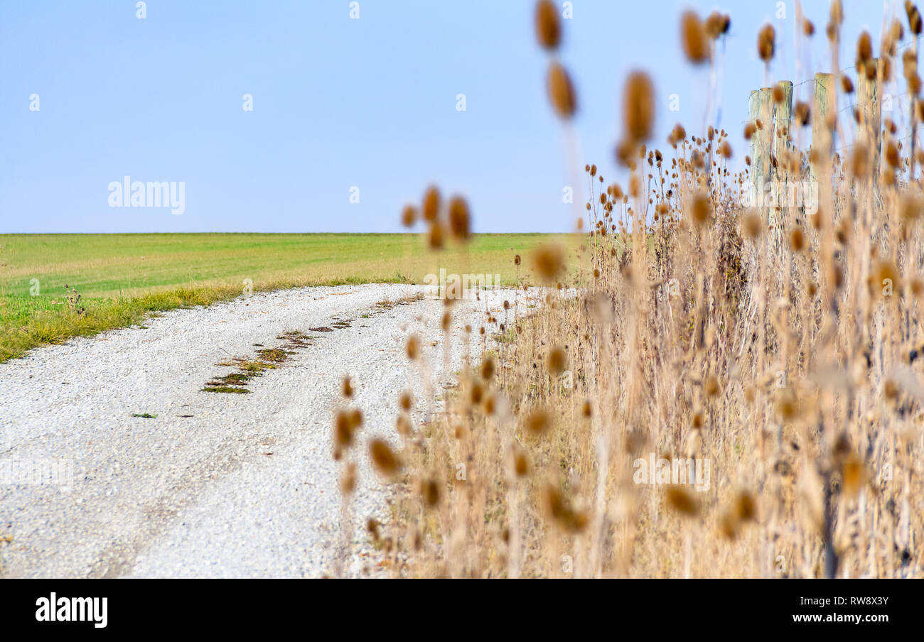 Field of spiky plants hi-res stock photography and images - Alamy