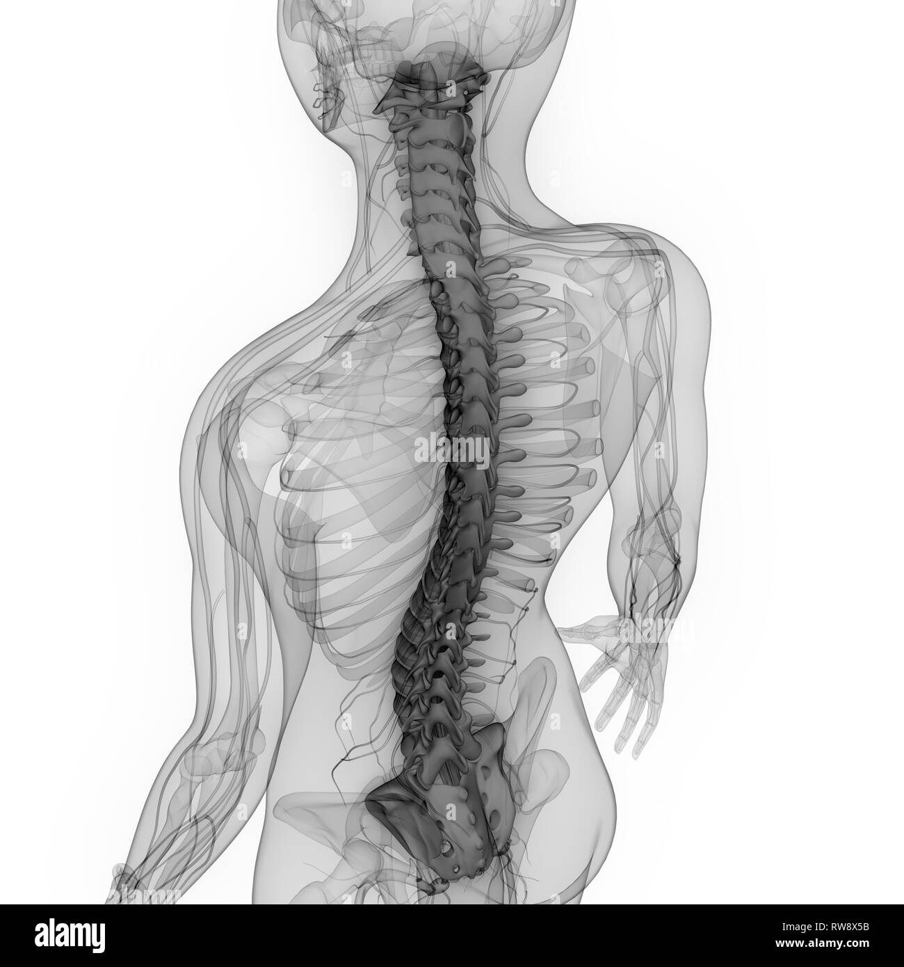 Human Skeleton System Vertebral Column Anatomy Stock Photo - Alamy