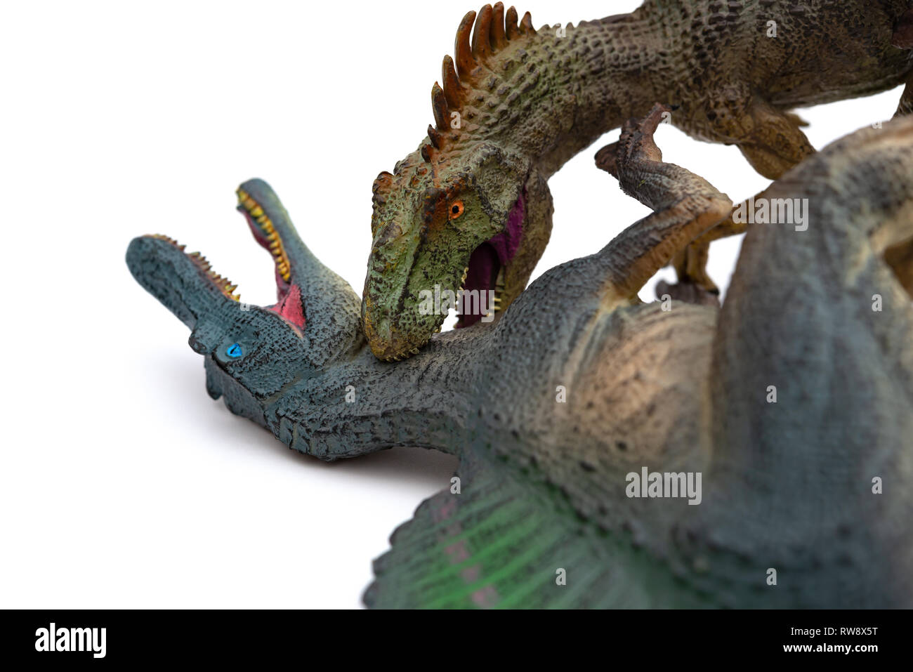allosaurus biting spinosaurus on a white background Stock Photo - Alamy
