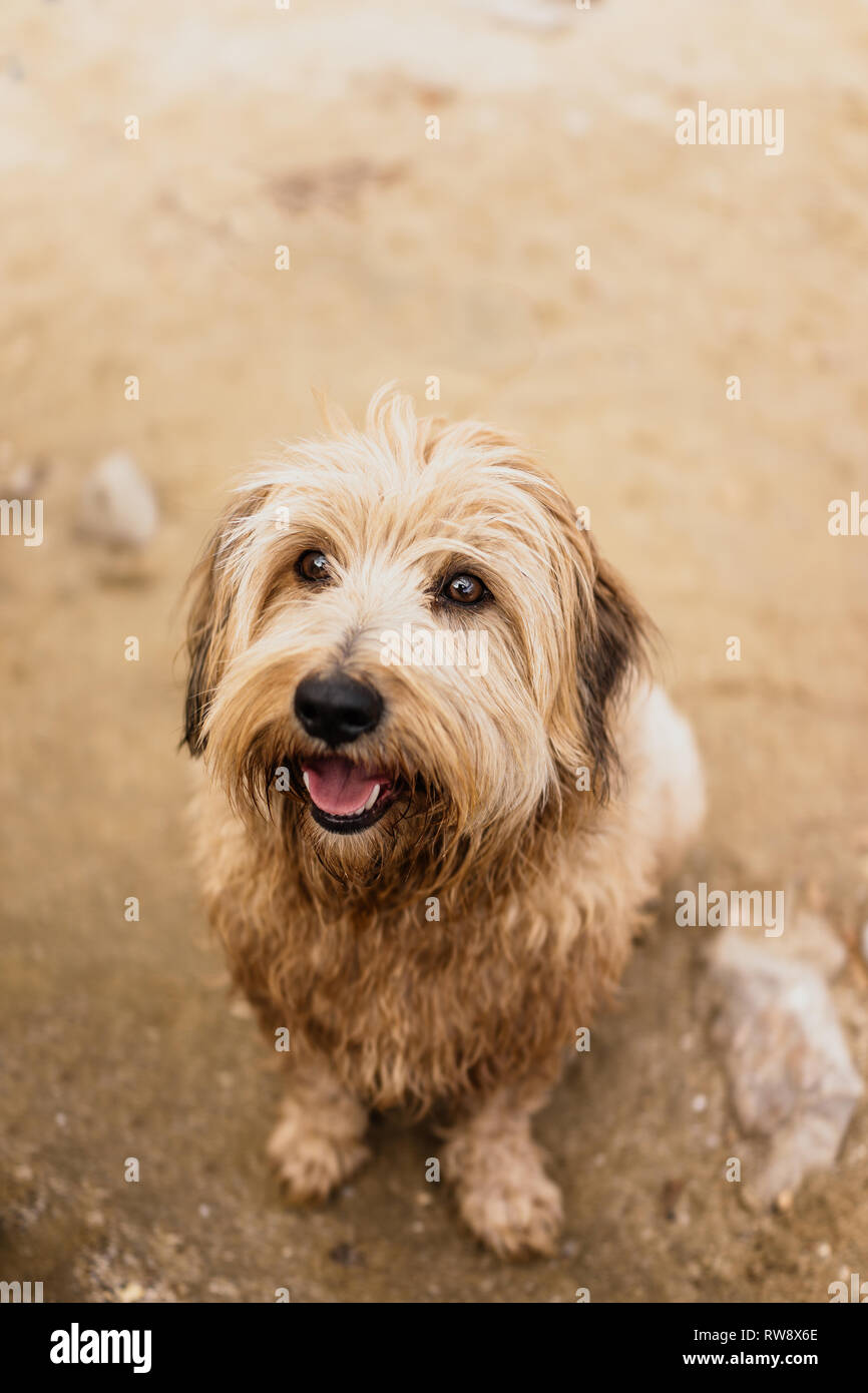 Cute mixed breed dog on the beach Stock Photo - Alamy