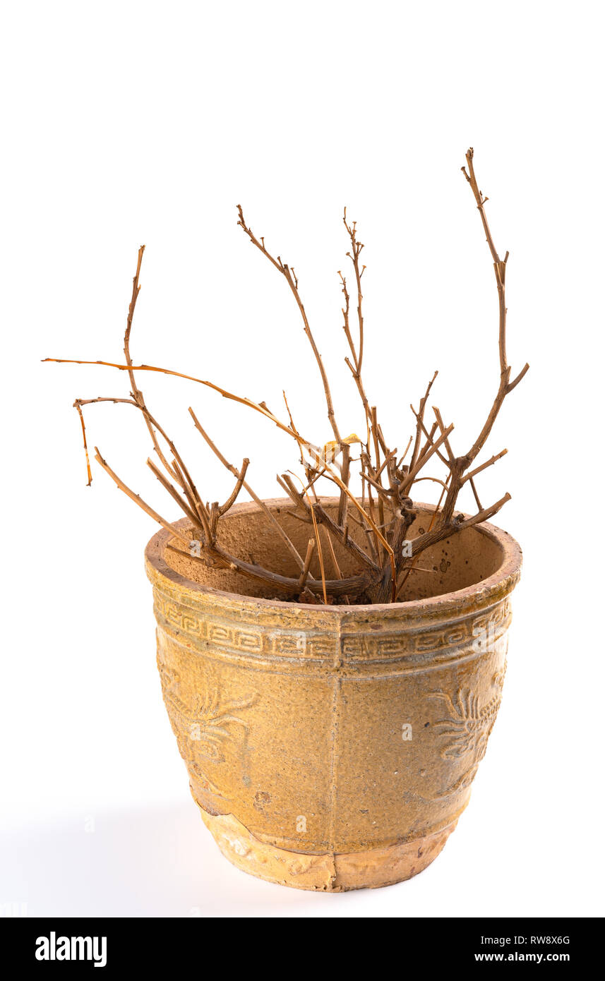 faded plant on a white background Stock Photo - Alamy