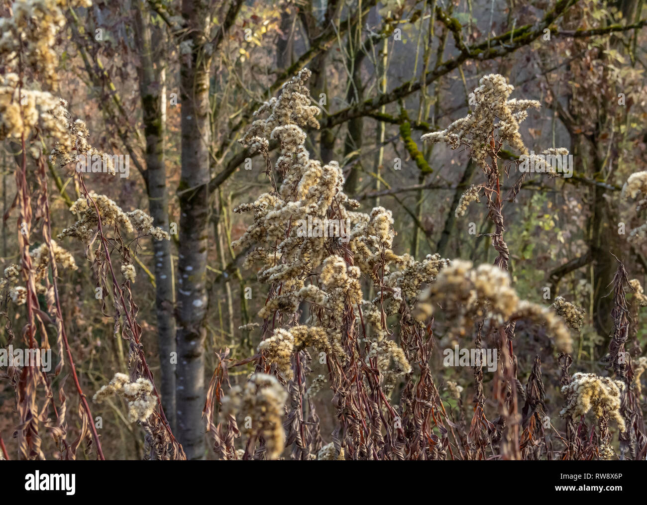 Sere plant hi-res stock photography and images - Alamy