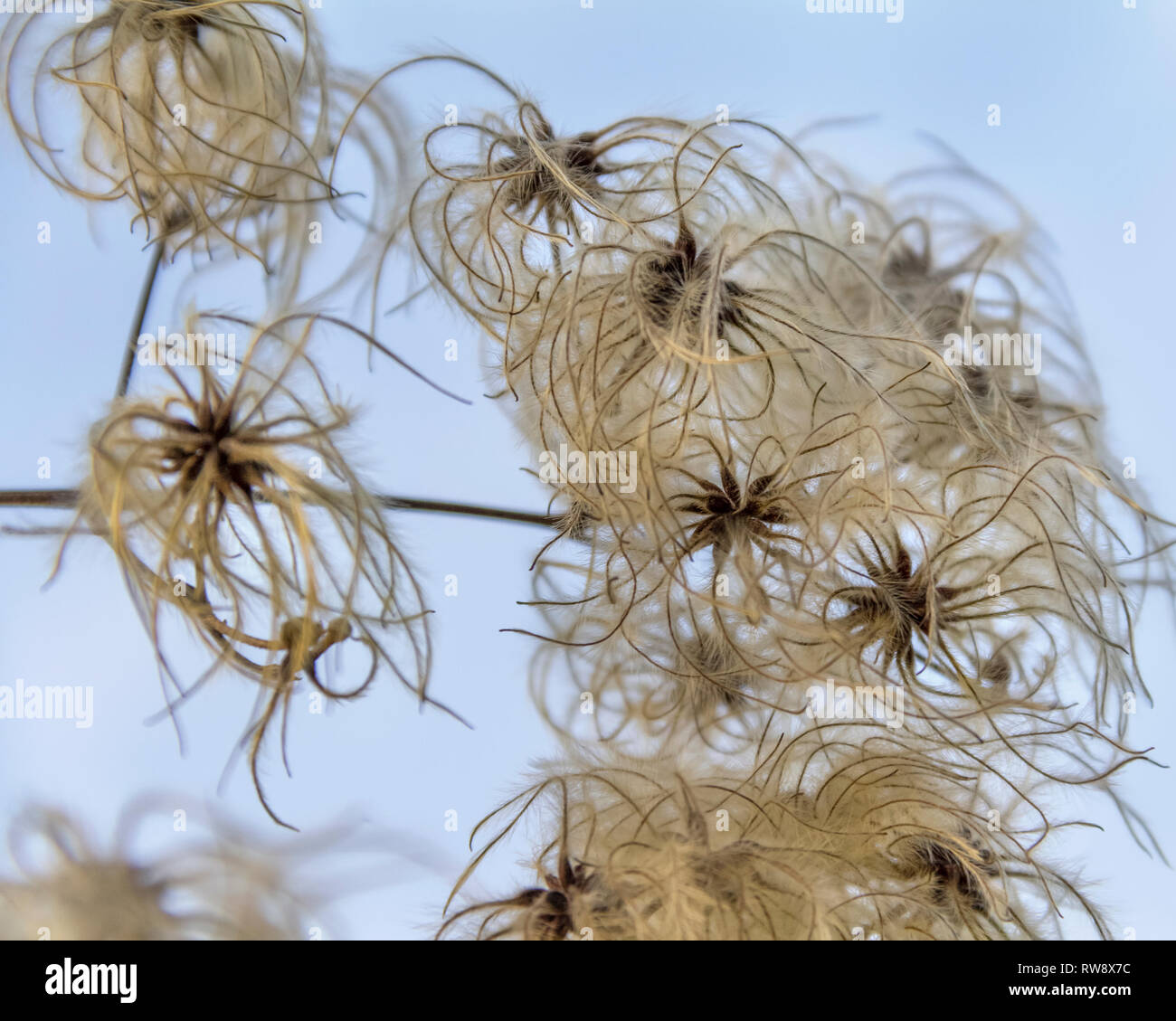 fluffy clematis seed detail at autumn time Stock Photo - Alamy