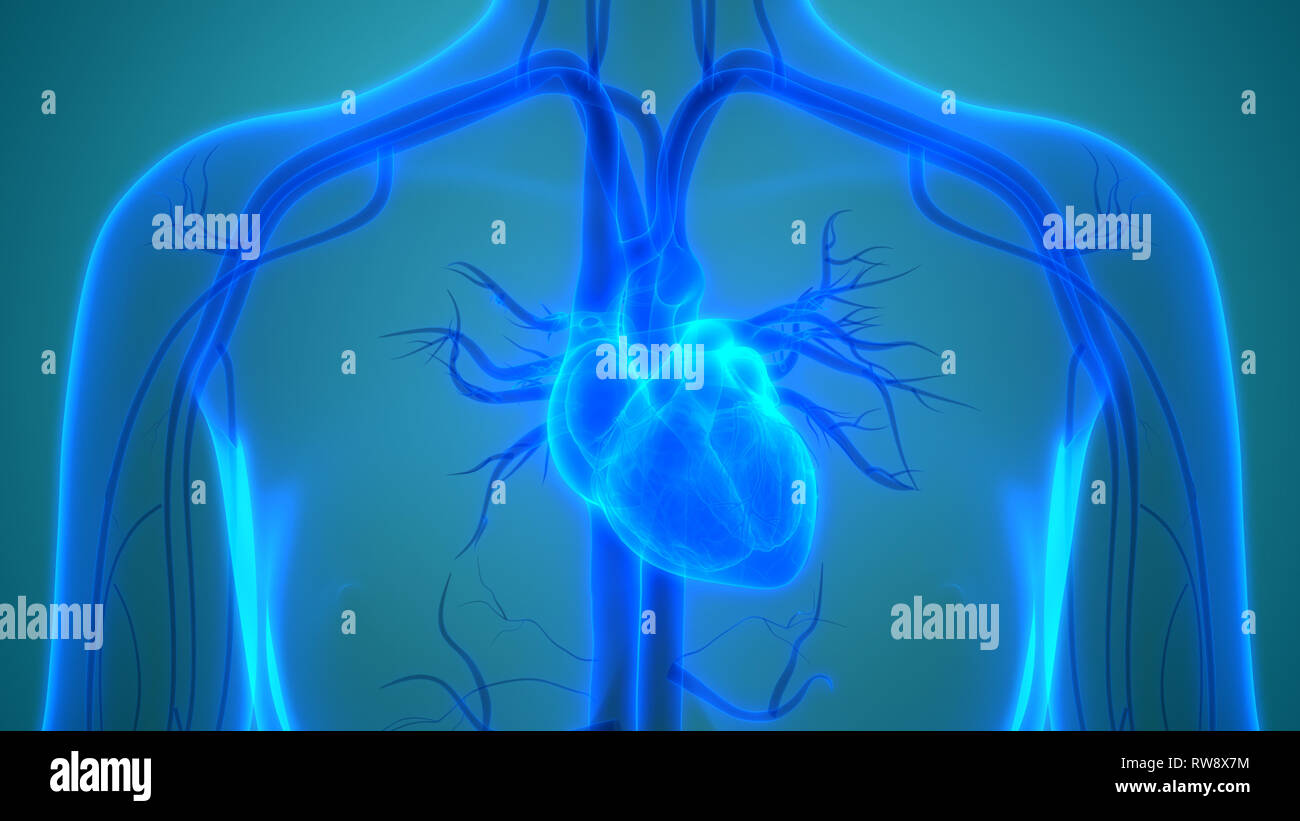Human Cardio Vascular System Heart Anatomy Stock Photo - Alamy