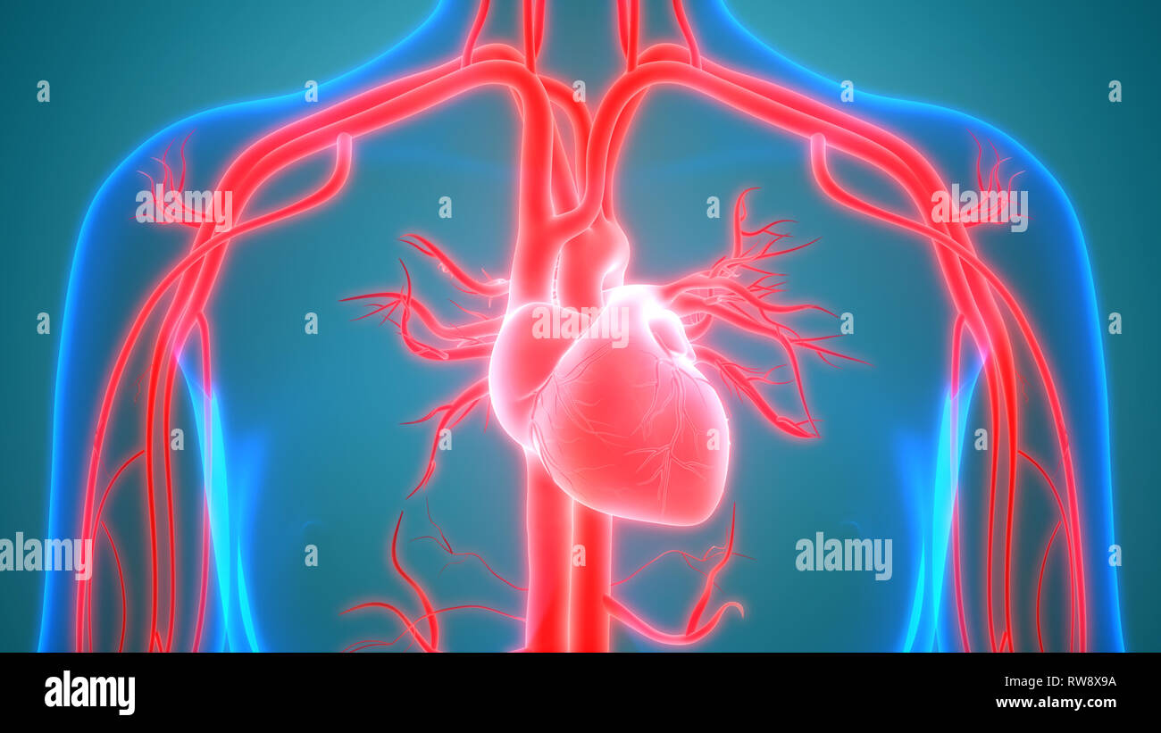 Human Cardio Vascular System Heart Anatomy Stock Photo - Alamy