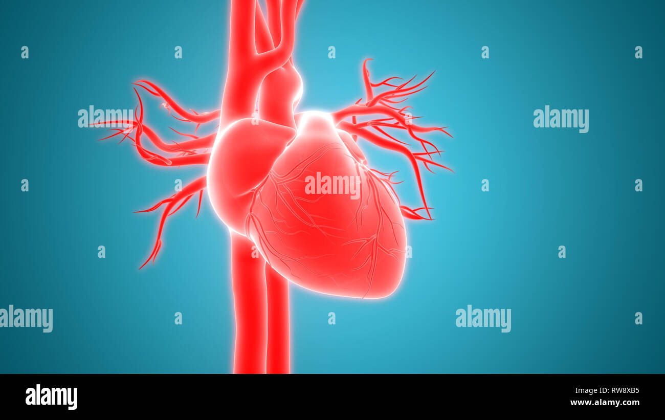 Human Cardio Vascular System Heart Anatomy Stock Photo - Alamy
