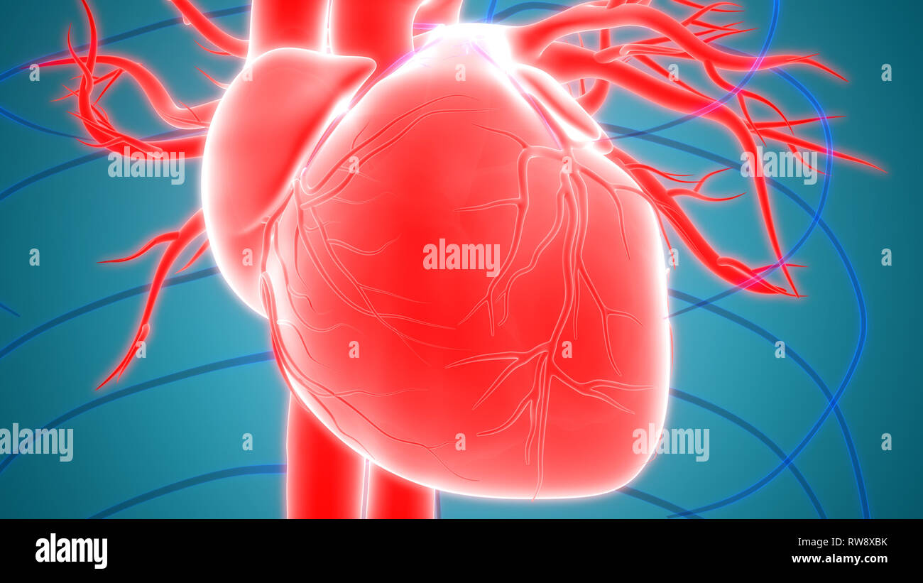 Human Cardio Vascular System Heart Anatomy Stock Photo - Alamy