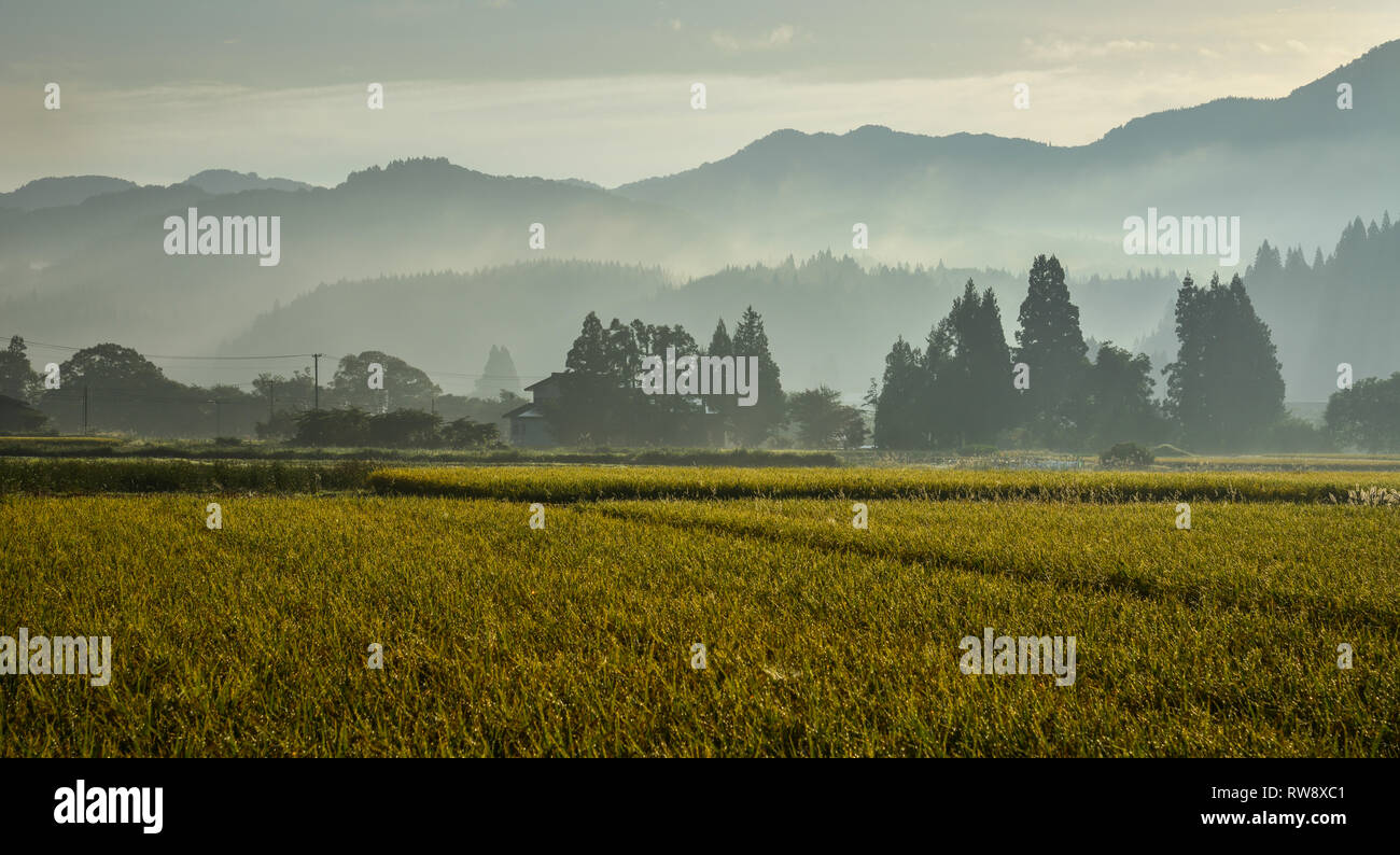 Beautiful rice field in Akita, Japan. Akita rice is so special and ...
