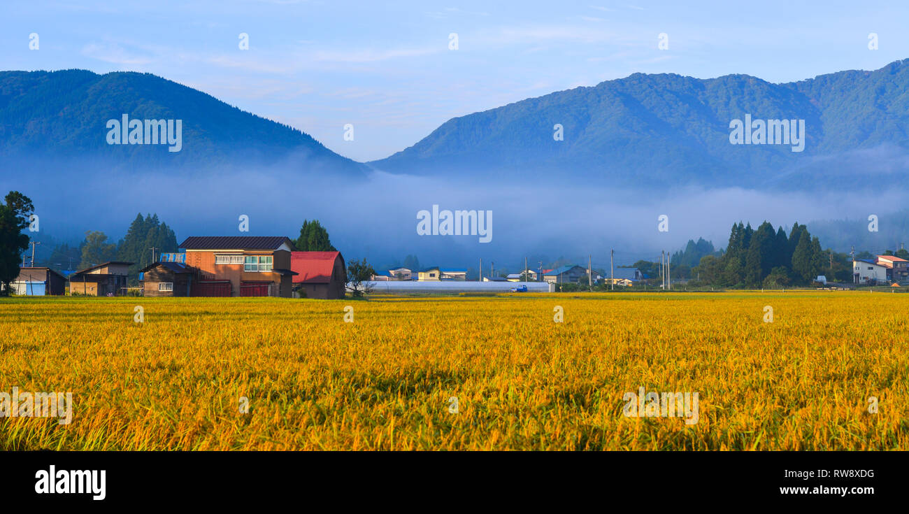 Beautiful rice field in Akita, Japan. Akita rice is so special and ...