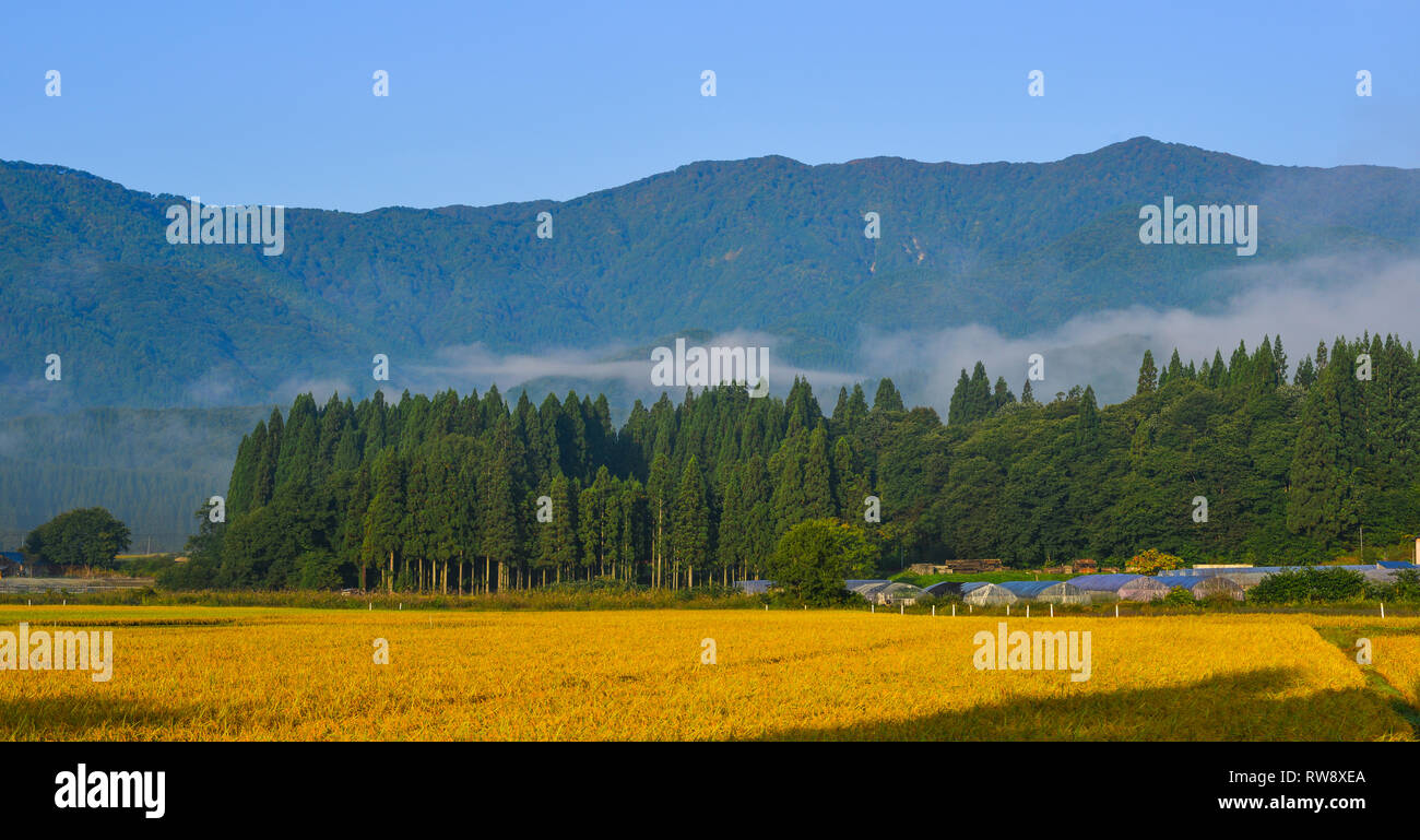 Beautiful rice field in Akita, Japan. Akita rice is so special and ...