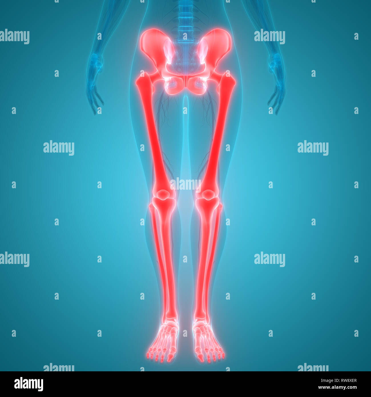 Human Skeleton System Lower Limbs Anatomy Stock Photo - Alamy