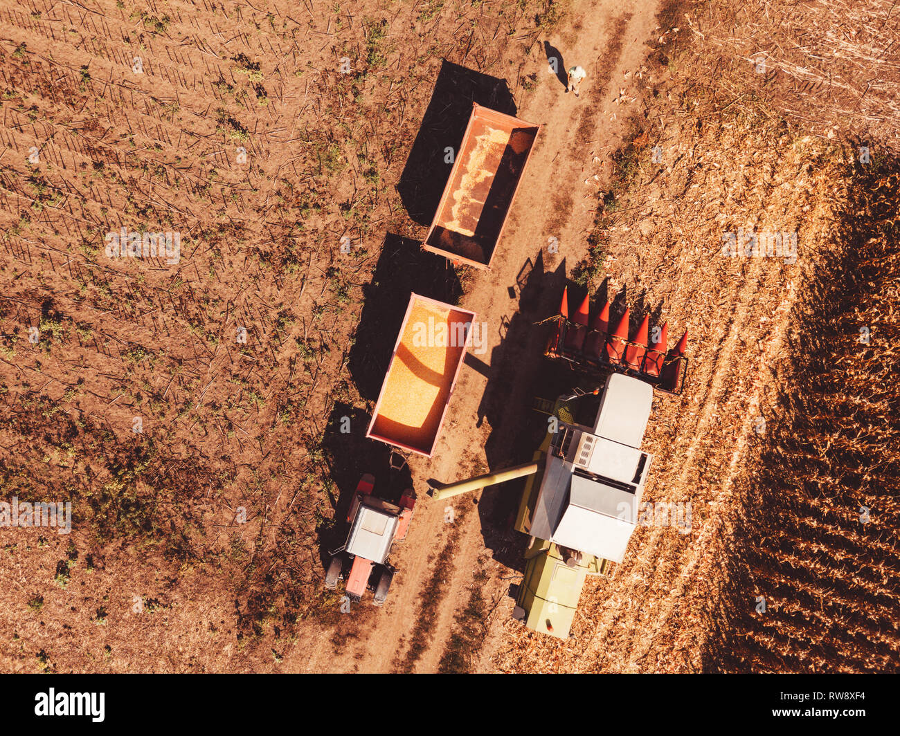 Aerial photography of combine harvester pouring harvested corn kernels ...