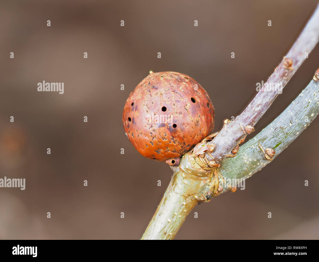 Oak Apple Gall High Resolution Stock Photography and Images - Alamy
