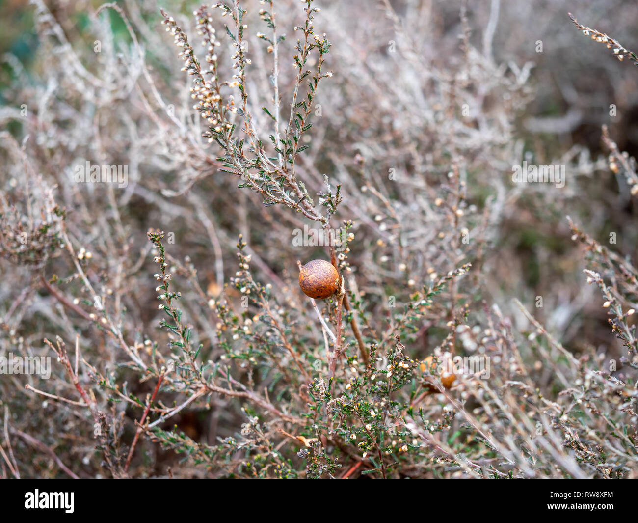 Oak apple gall wasp hi-res stock photography and images - Alamy
