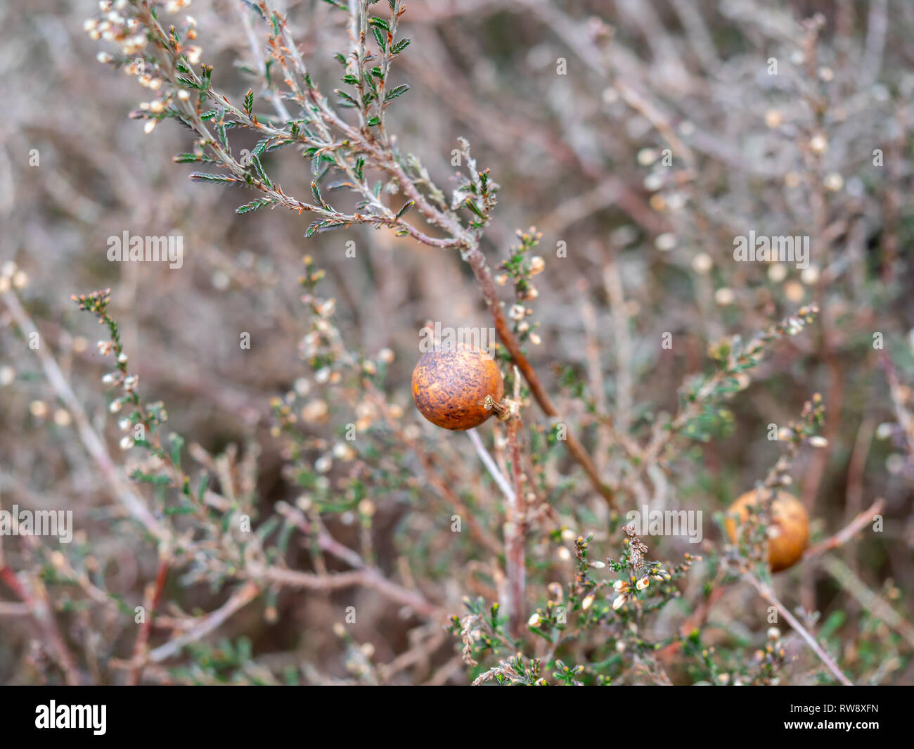 Oak gall apple insect larvae hi-res stock photography and images - Alamy