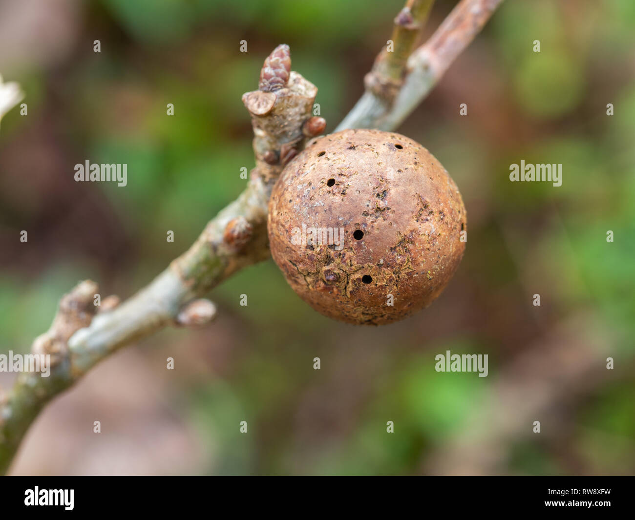 Oak Apple Gall Stock Photo - Alamy
