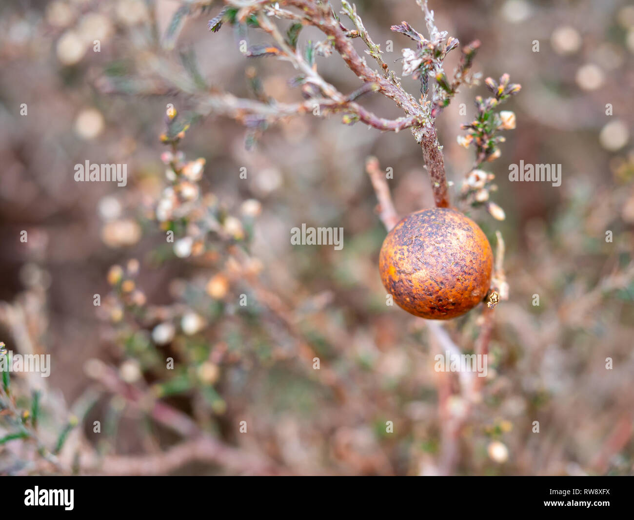 Oak Apple Gall Stock Photo - Alamy