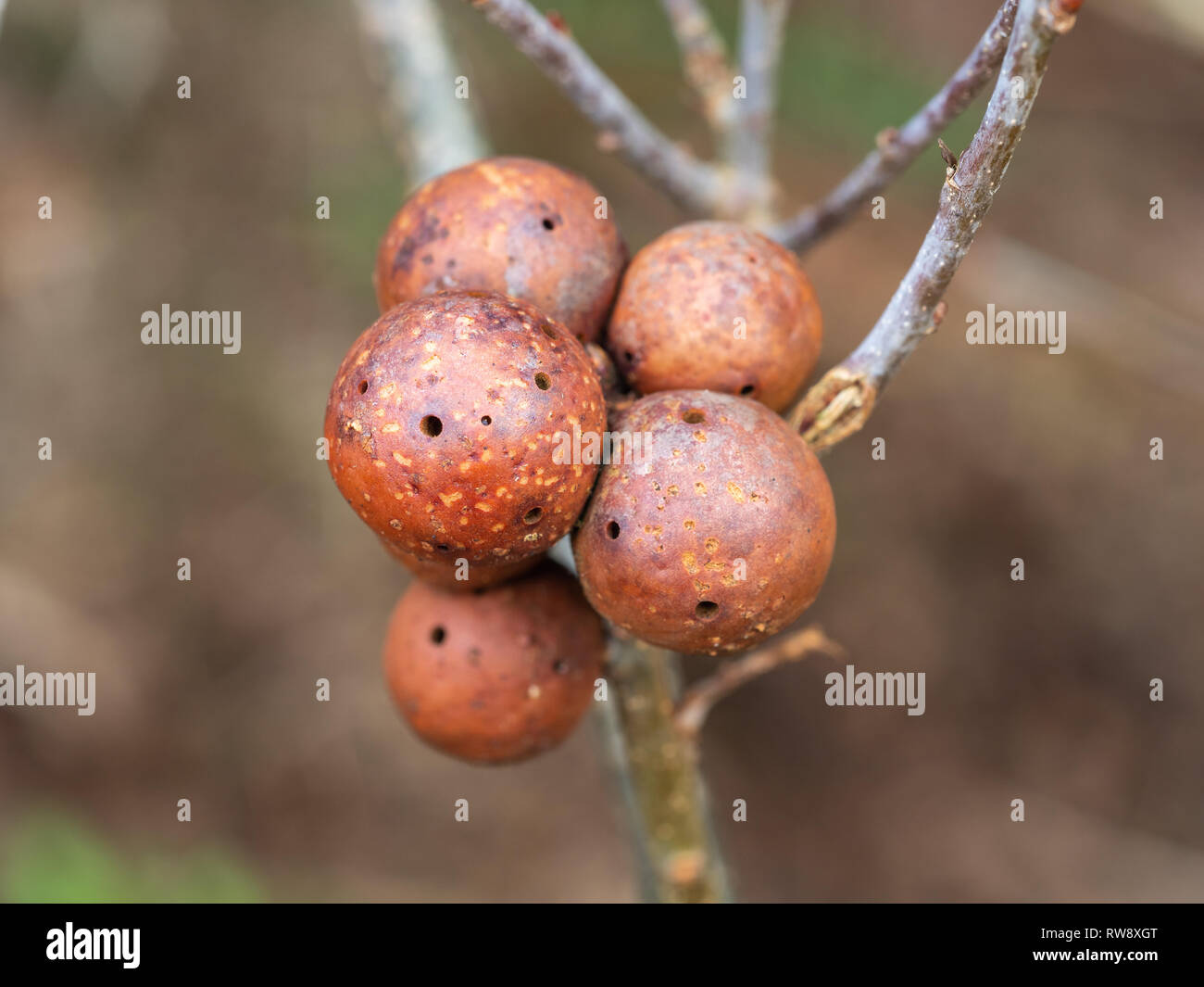 Oak gall apple insect larvae hi-res stock photography and images - Alamy