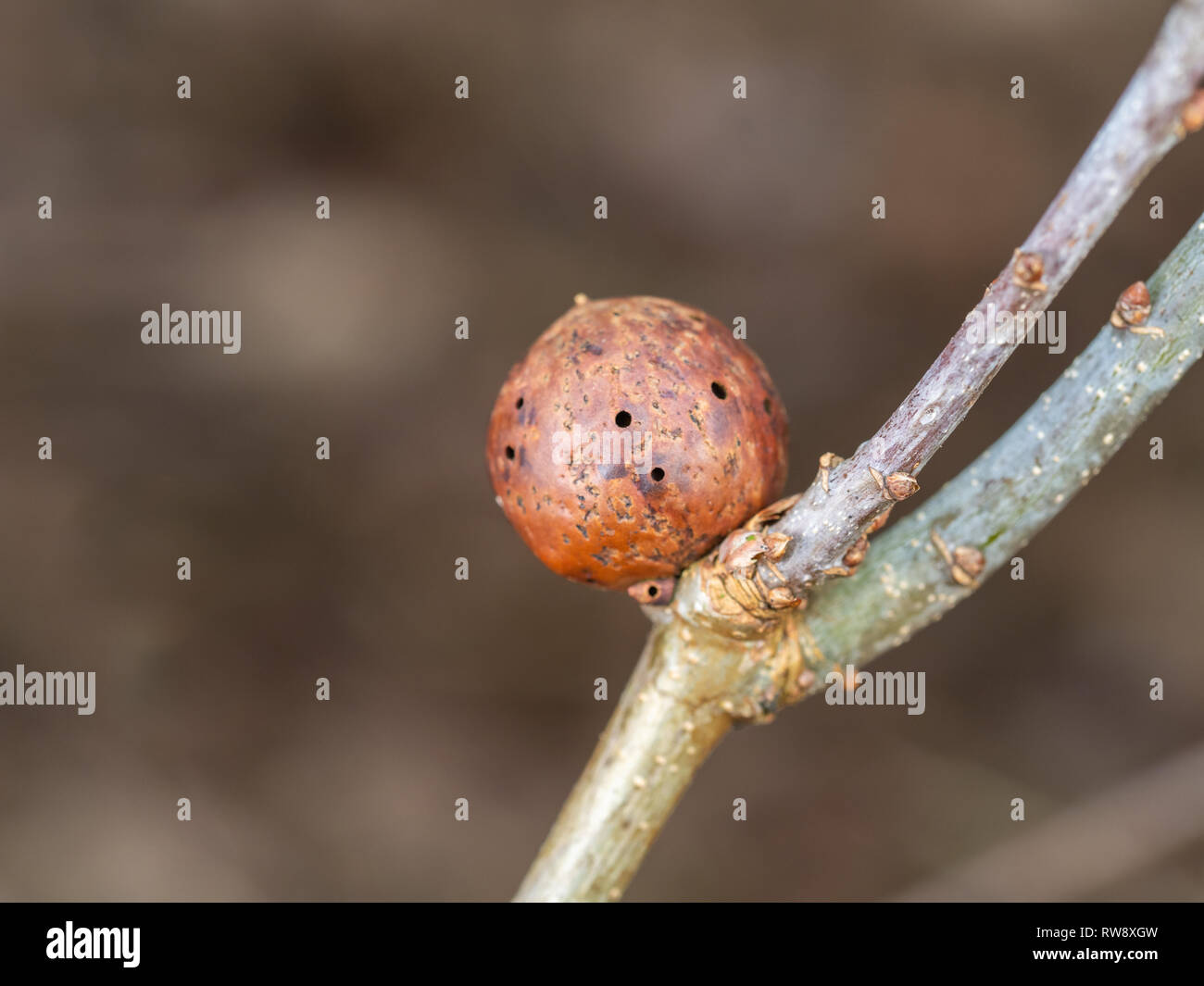 Apple gall hi-res stock photography and images - Alamy