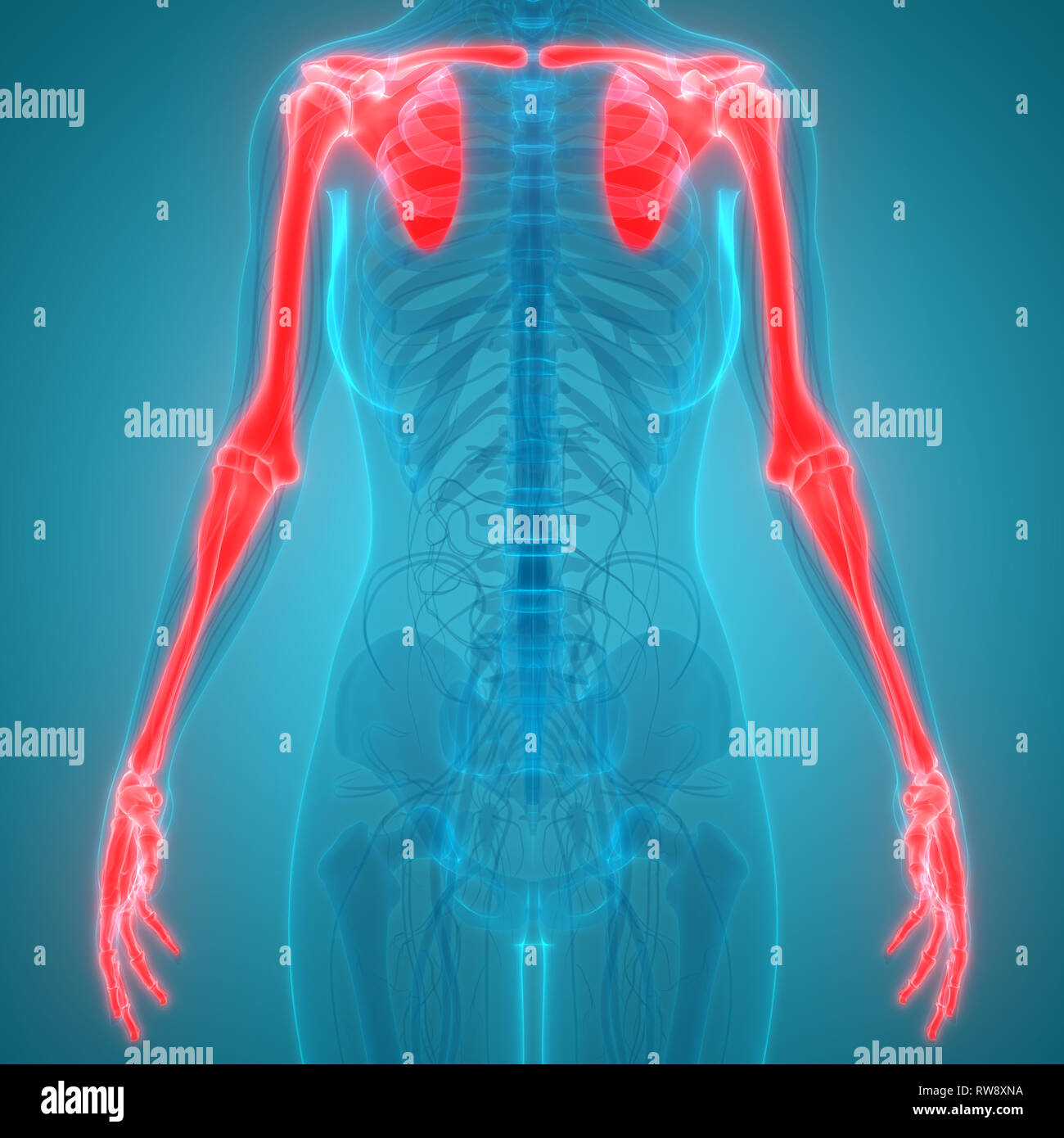 Human Skeleton System Upper Limbs Anatomy Stock Photo - Alamy