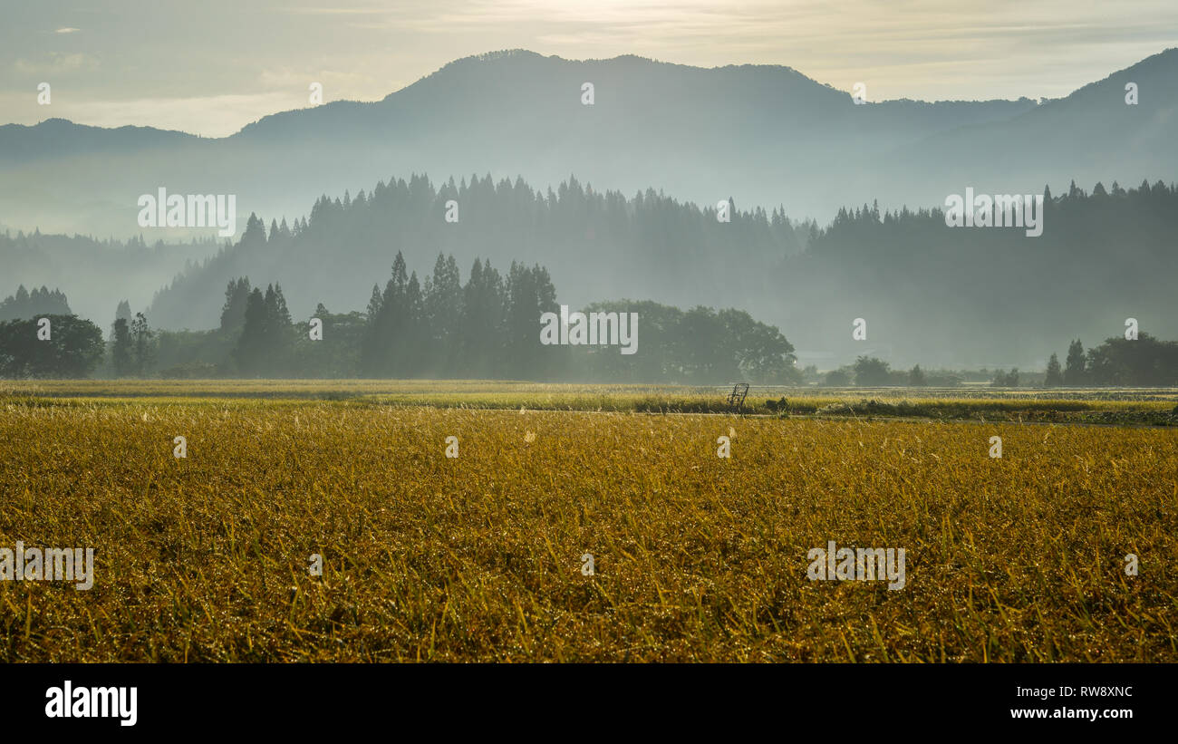 Beautiful rice field in Akita, Japan. Akita rice is so special and ...