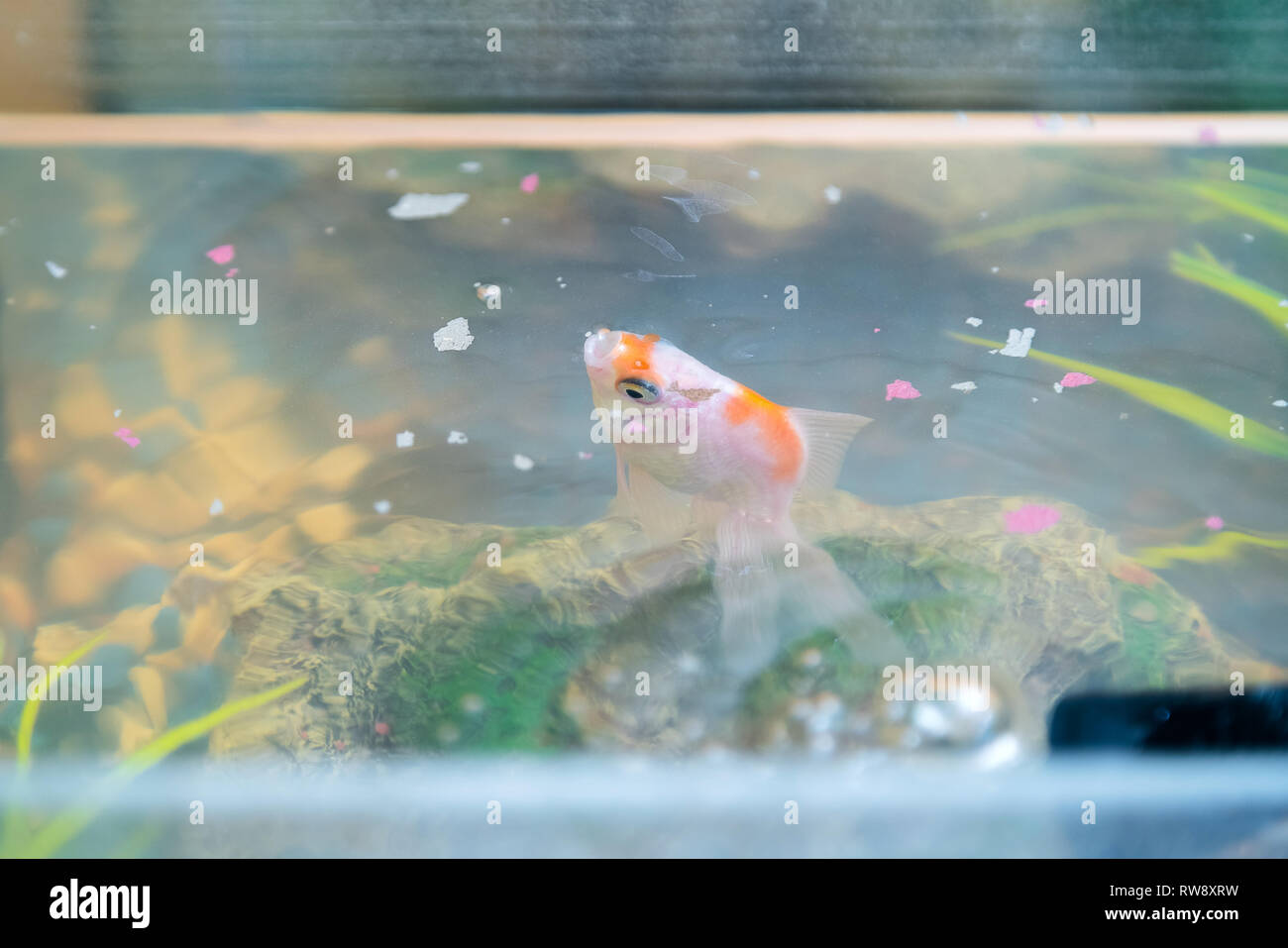 Feeding goldfish in the aquarium at home. Fish rock and plants in the ...
