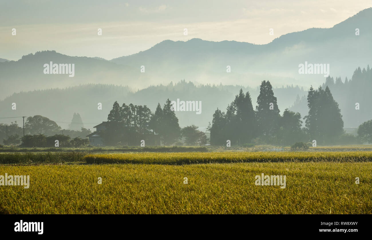 Beautiful rice field in Akita, Japan. Akita rice is so special and ...
