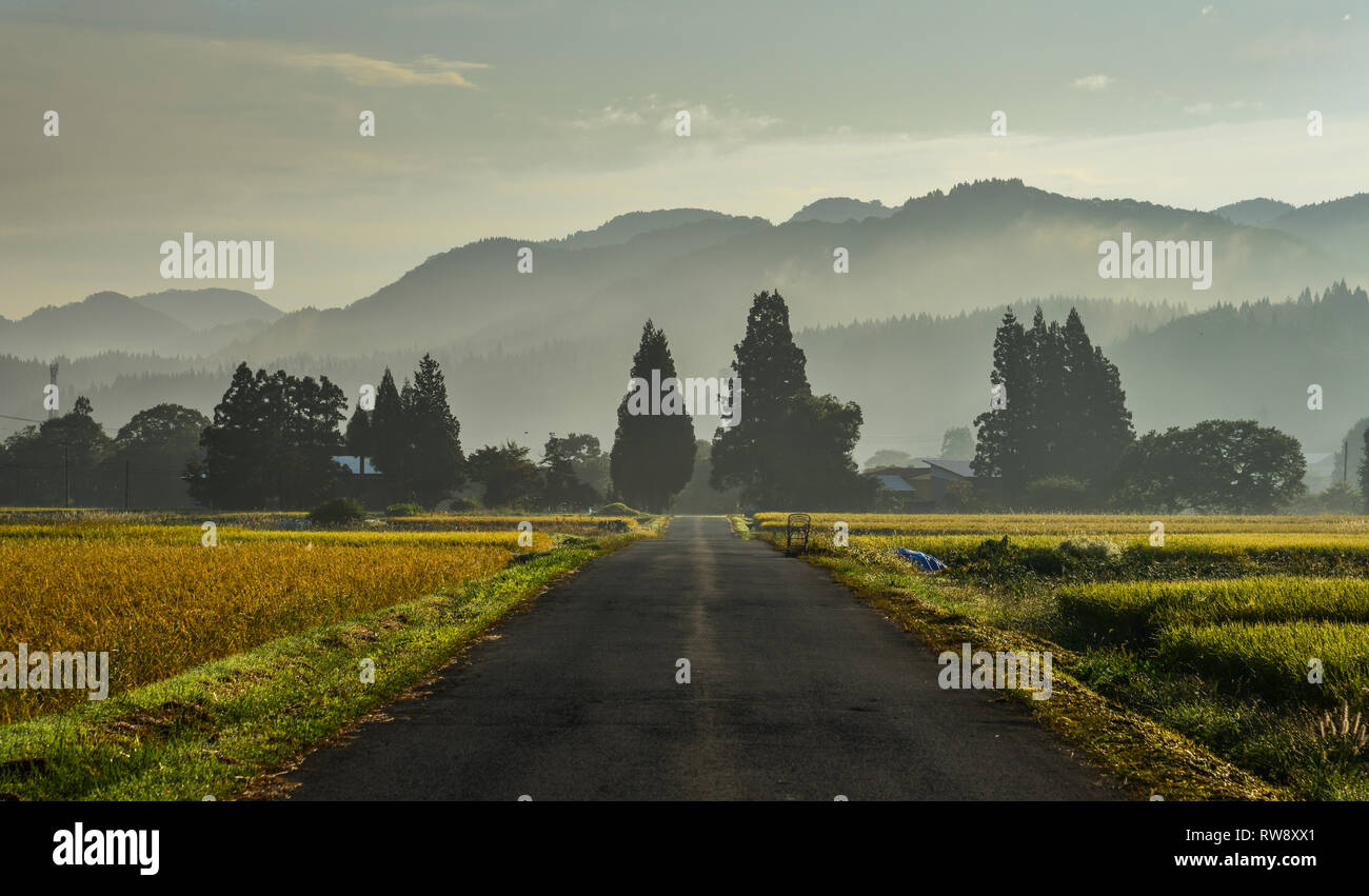 Beautiful rice field in Akita, Japan. Akita rice is so special and ...