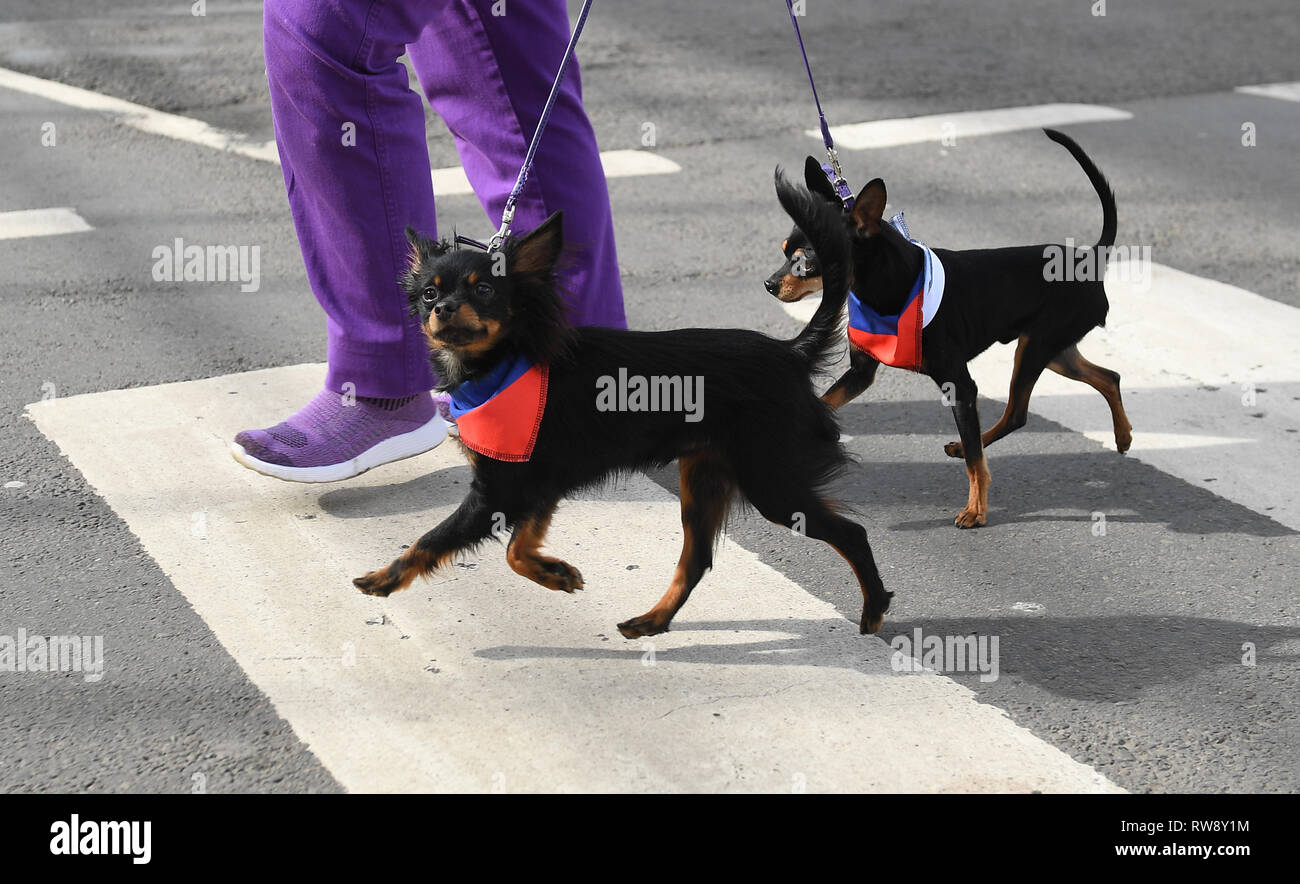 Russian dog show hi-res stock photography and images - Alamy