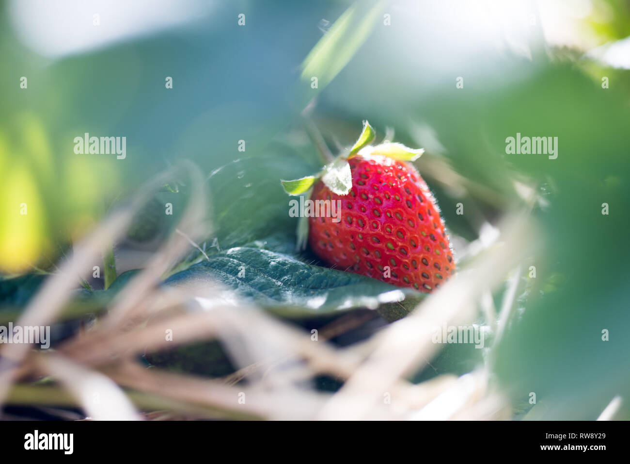 Fresh red organic strawberry lying in straw, text space Stock Photo - Alamy