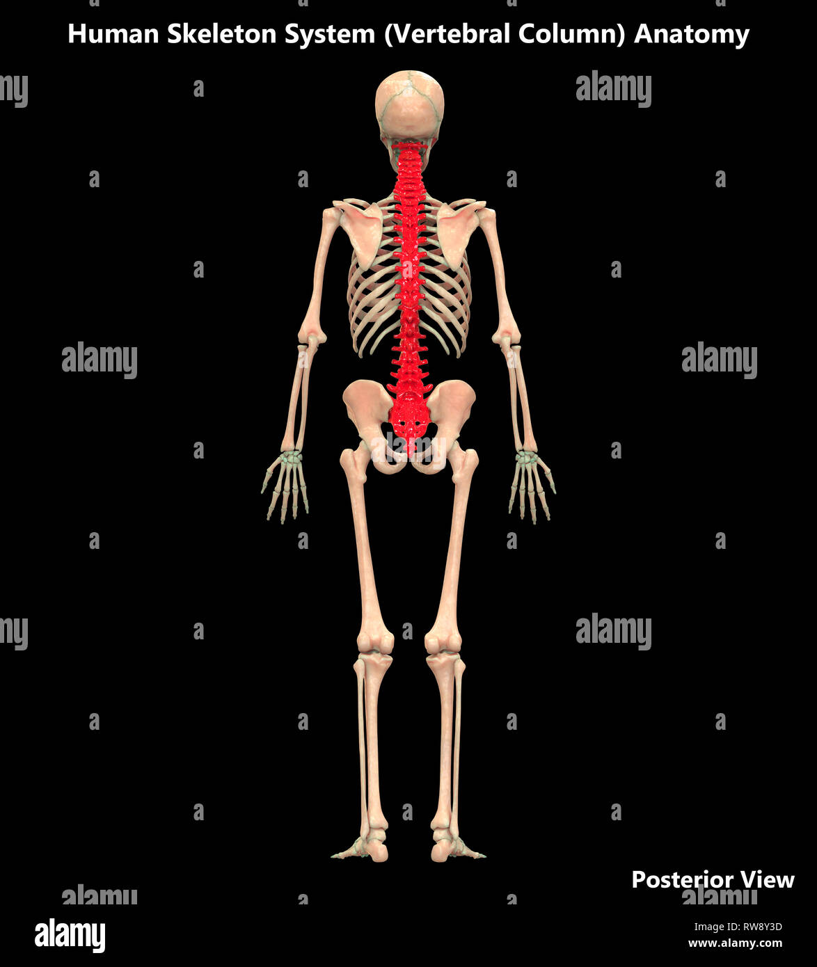 Human Skeleton System Vertebral Column Anatomy Stock Photo - Alamy