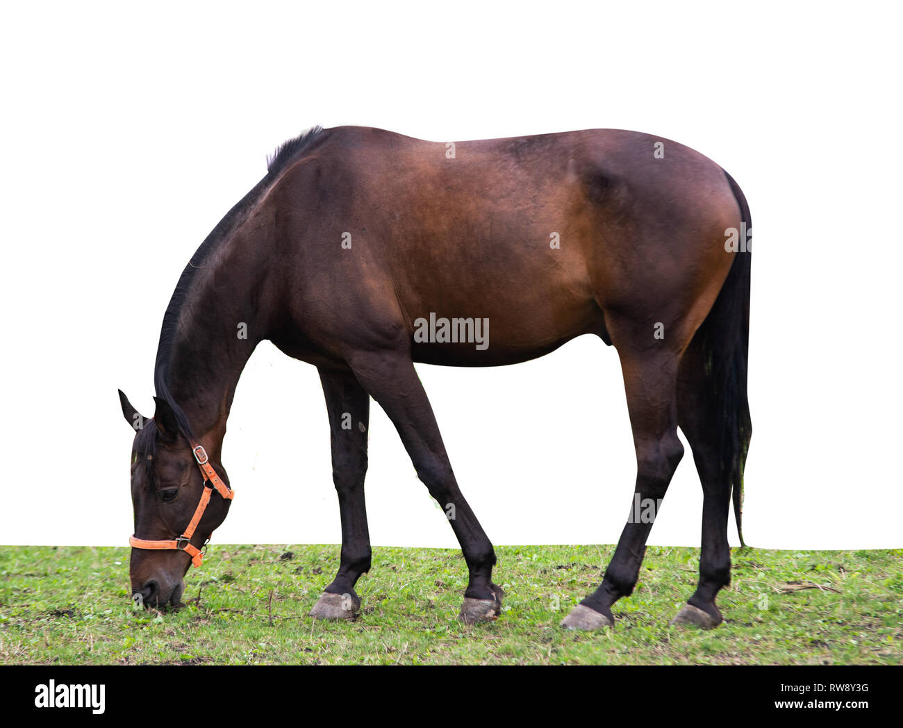 close up on horse in the pasture, white background Stock Photo - Alamy