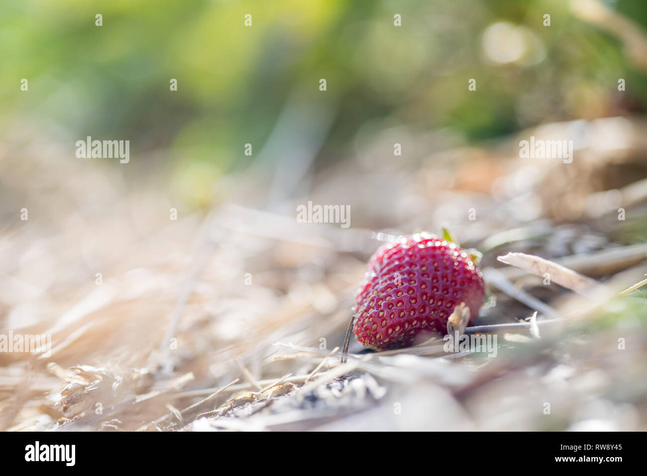 Fresh red organic strawberry lying in straw, text space Stock Photo - Alamy