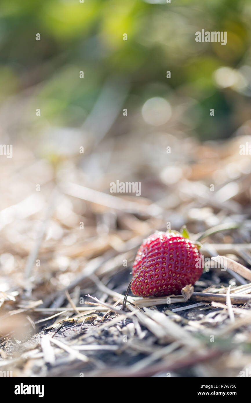 Fresh red organic strawberry lying in straw, text space Stock Photo - Alamy