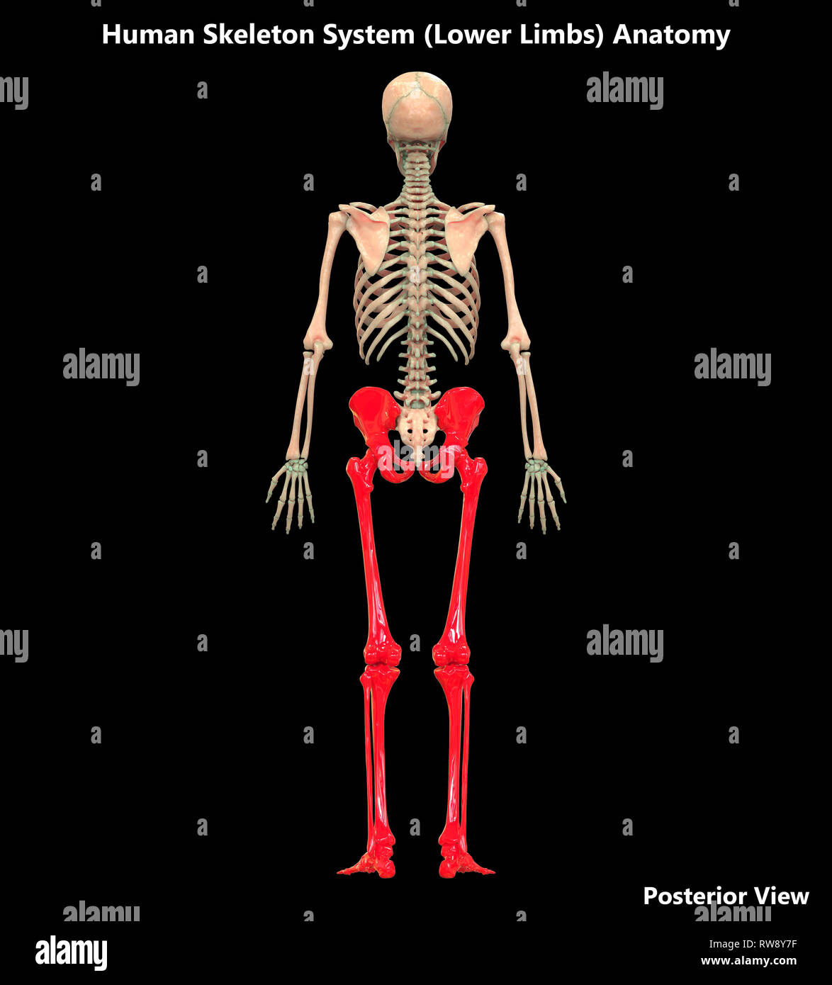 Human Skeleton System Lower Limbs Anatomy Stock Photo - Alamy