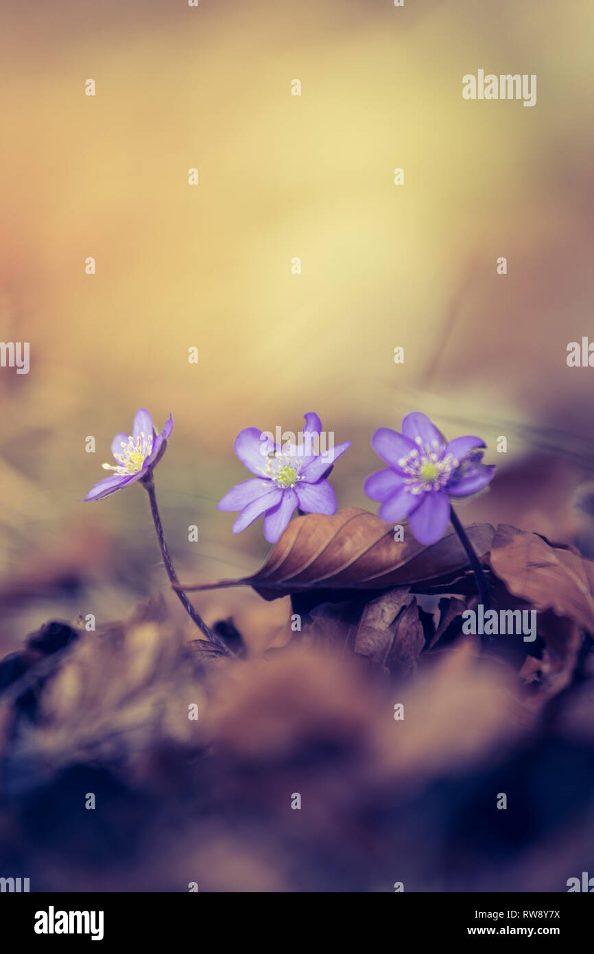 Purple hepatica flowers on the ground, spring time, text space Stock ...