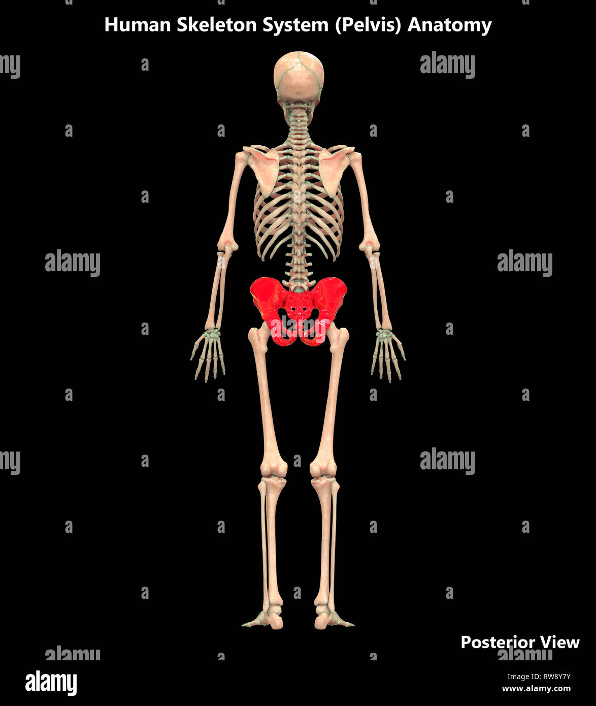 Human Skeleton System Anatomy Posterior View Stock Photo - Alamy