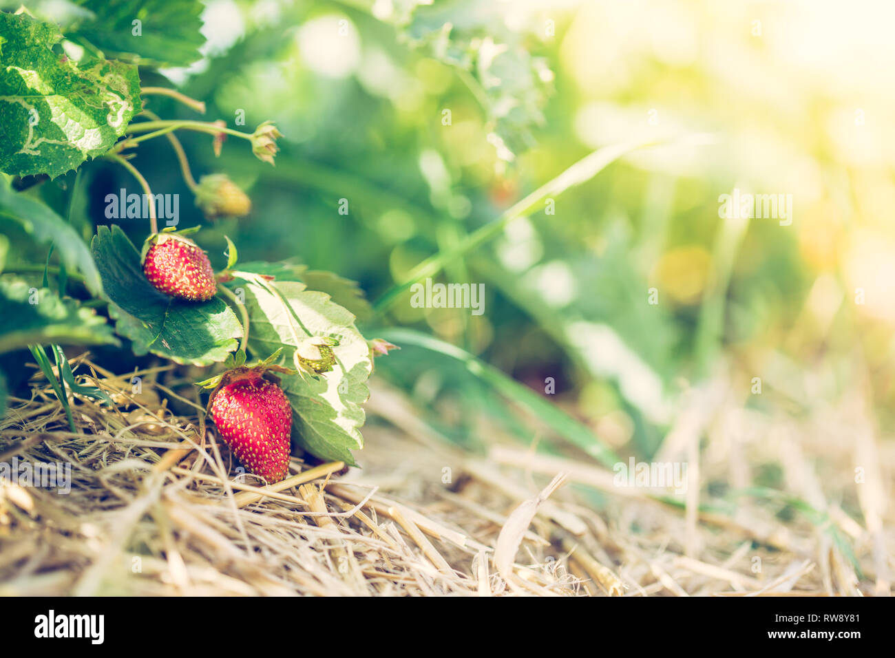 Fresh red organic strawberries lying in straw, text space Stock Photo ...