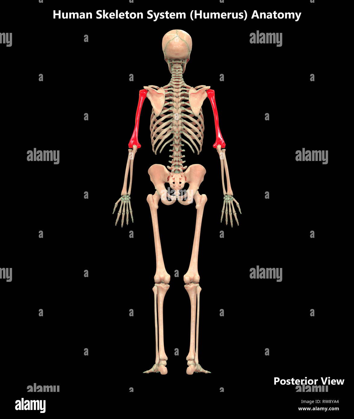 Human Skeleton System Anatomy Posterior View Stock Photo - Alamy
