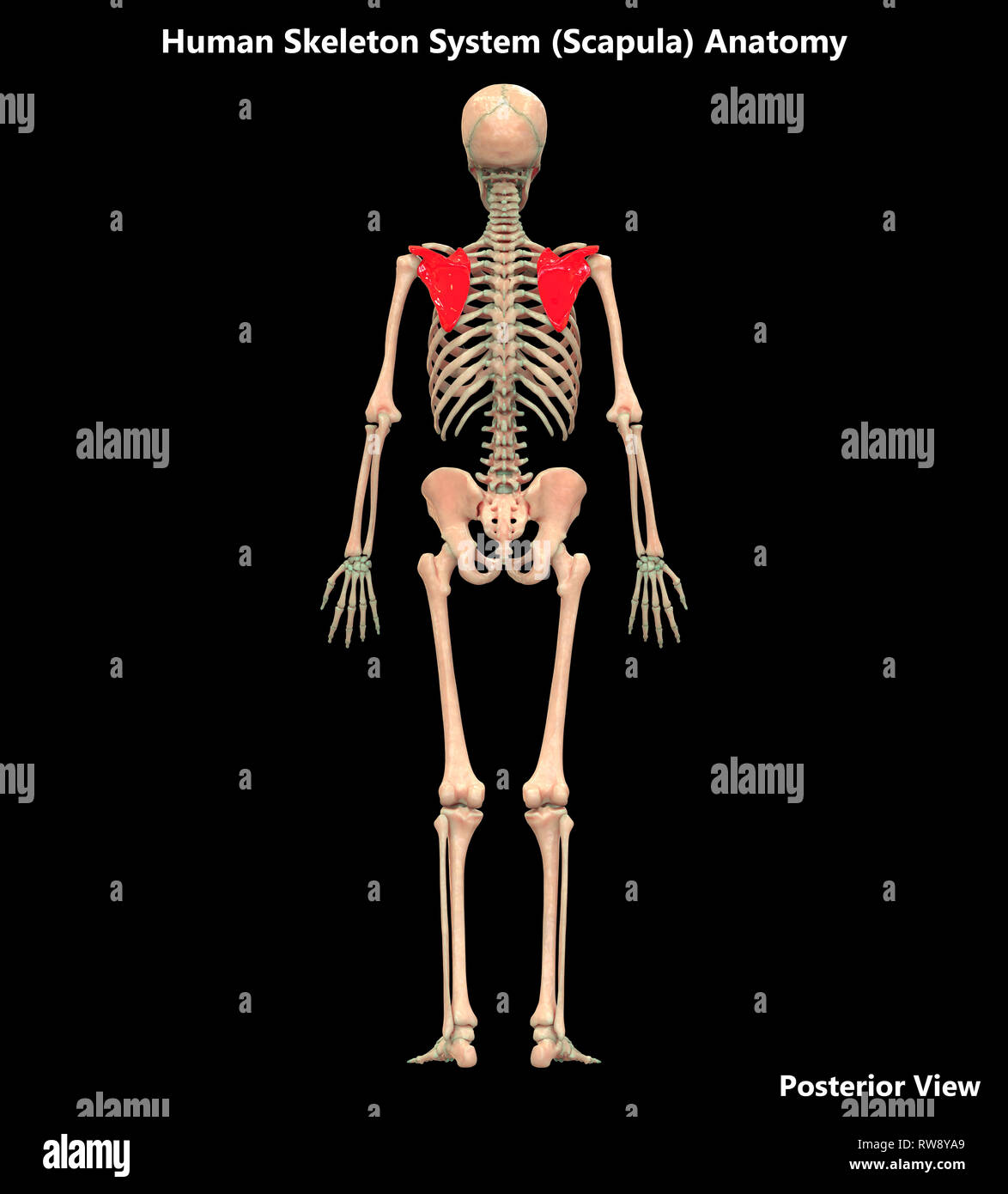 Human Skeleton System Anatomy Posterior View Stock Photo - Alamy