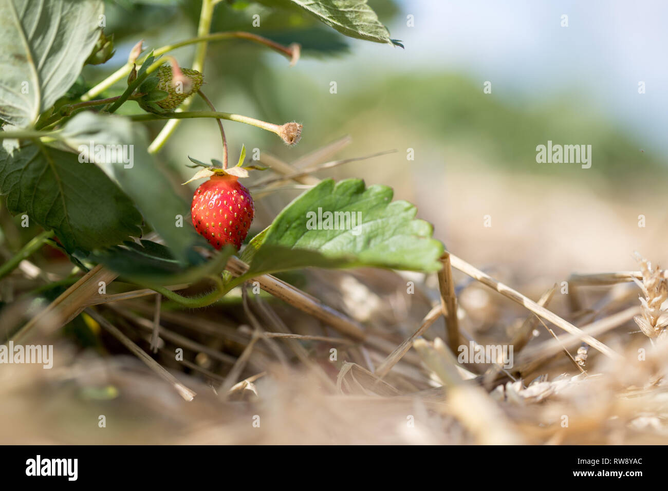 Fresh red organic strawberry lying in straw, text space Stock Photo - Alamy