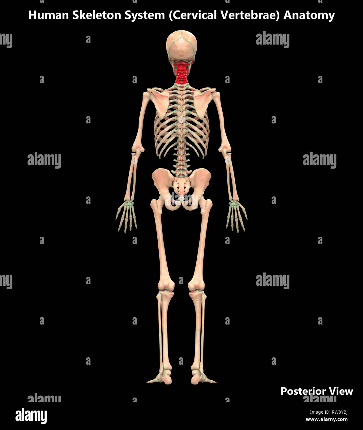 Human Skeleton System Vertebral Column Anatomy Stock Photo - Alamy