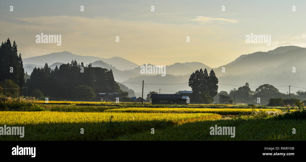 Beautiful rice field in Akita, Japan. Akita rice is so special and ...