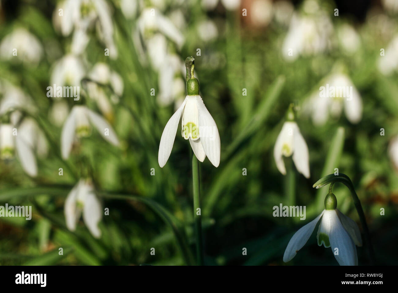Snowdrop or common snowdrop (Galanthus nivalis) flowers Stock Photo - Alamy