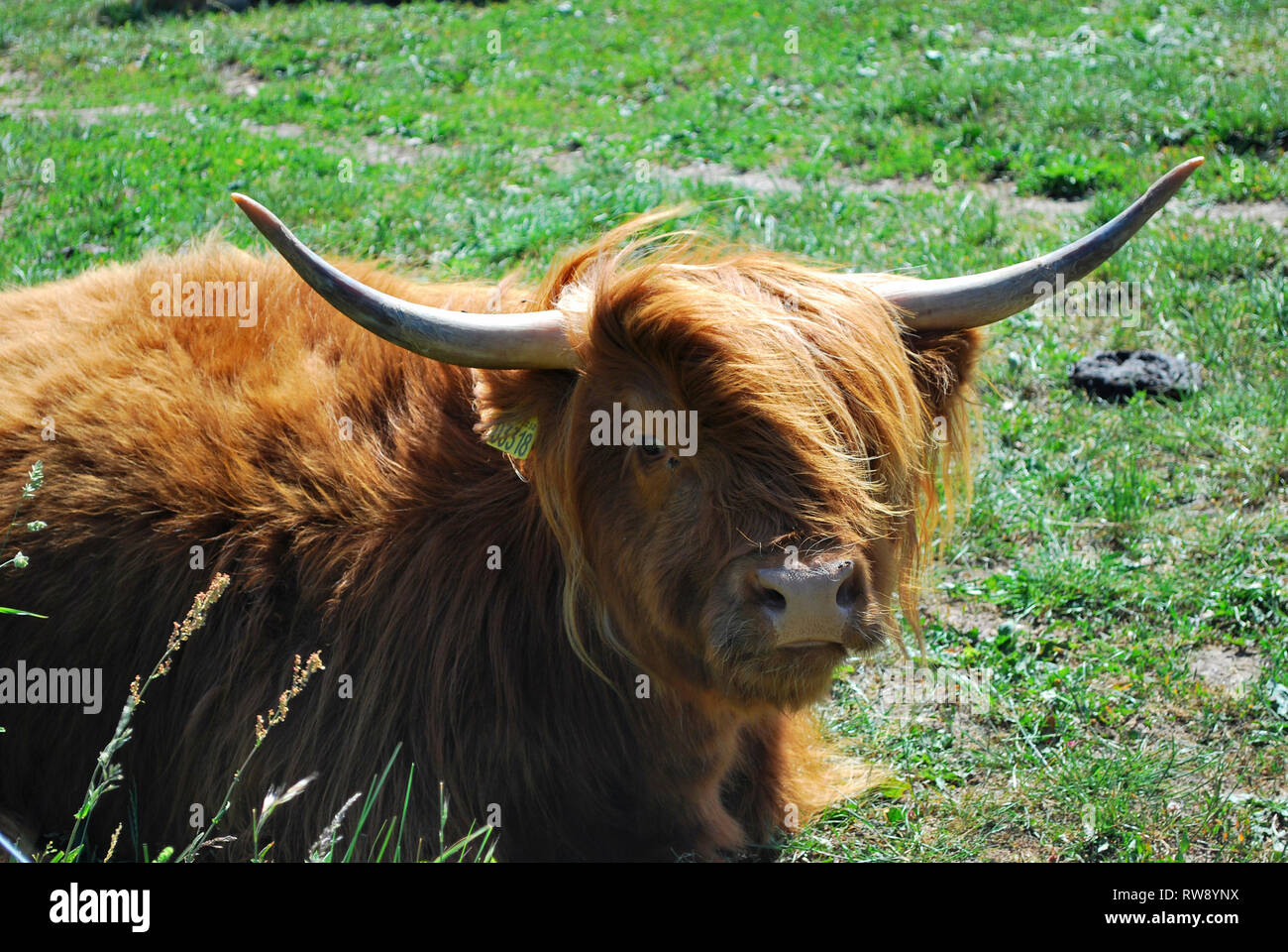 Young cow, Samsoe island, Jutland, Denmark, Scandinavia, Europe Stock ...