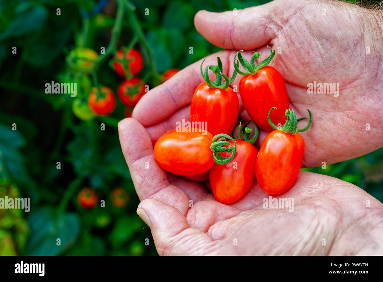 Hand picking tomato hi-res stock photography and images - Alamy